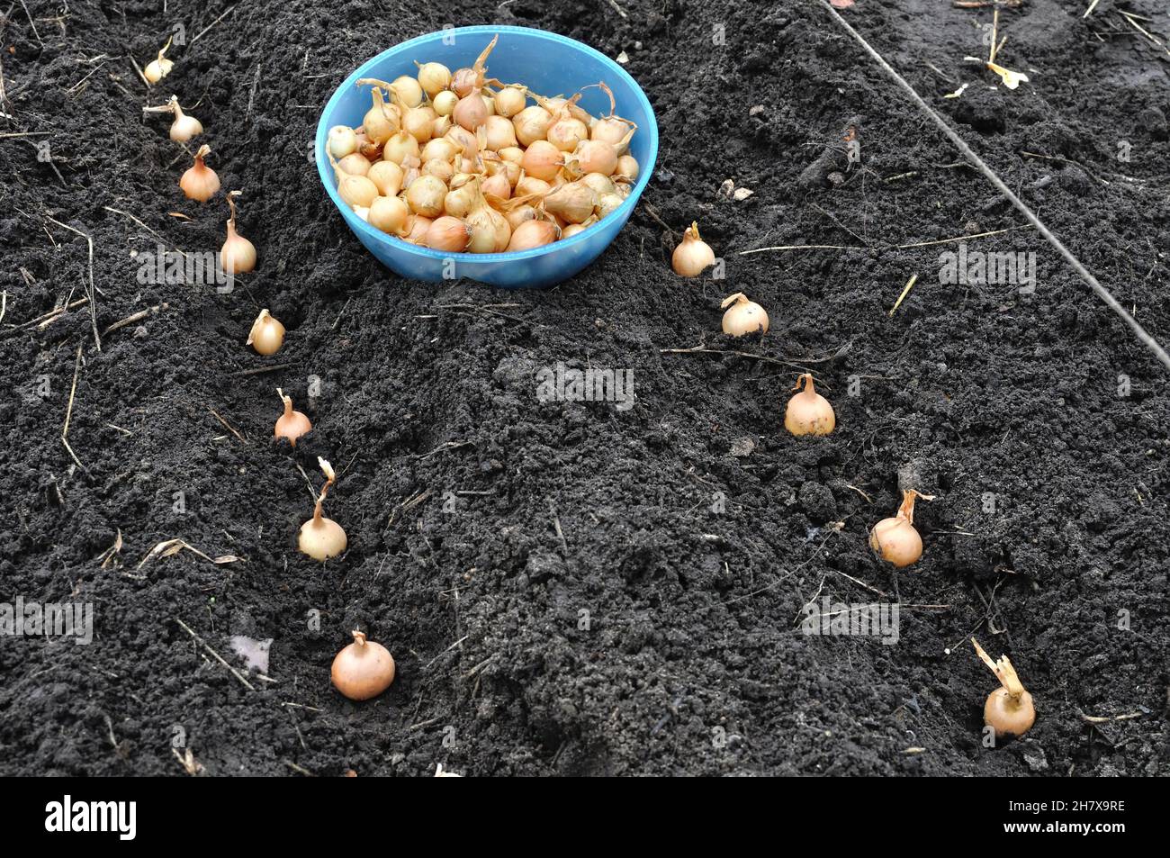 Black onion seeds hi-res stock photography and images - Alamy
