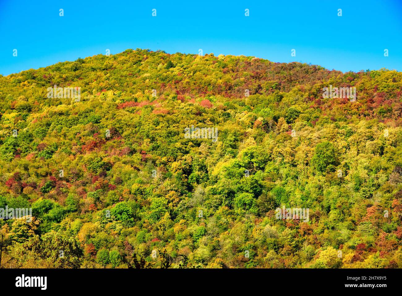 Autumn color trees in the hill Stock Photo - Alamy