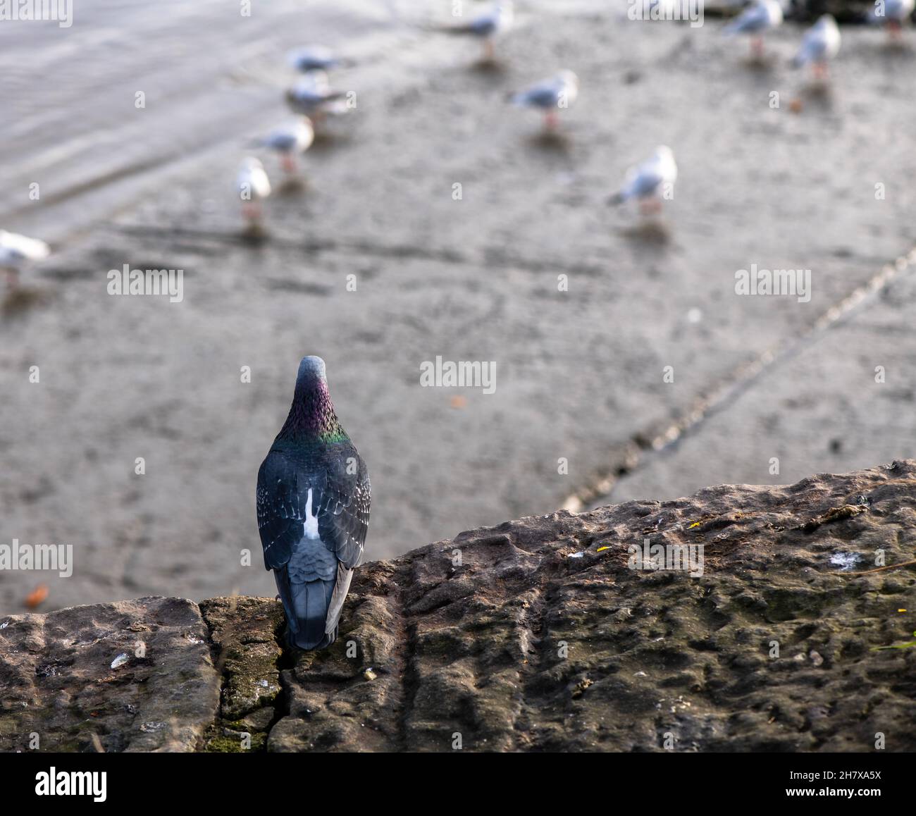 Municipal pigeon waiting for food, single pigeon on a wall Stock Photo ...