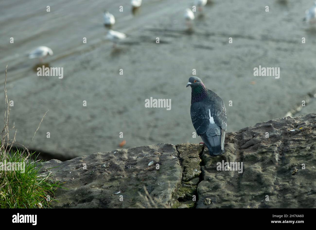 Municipal pigeon waiting for food, single pigeon on a wall Stock Photo ...