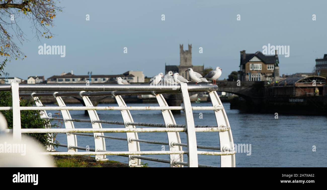 Oceanic birds in urban building, Bird rest on the railing Stock Photo ...