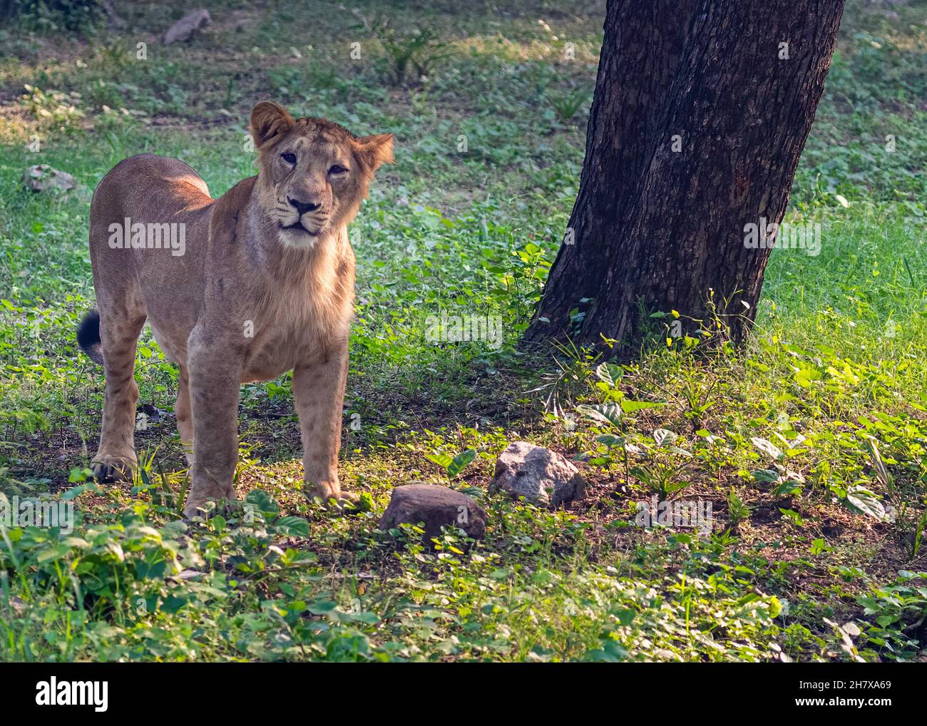 A Lion cub and its curiosity towards camera Stock Photo - Alamy