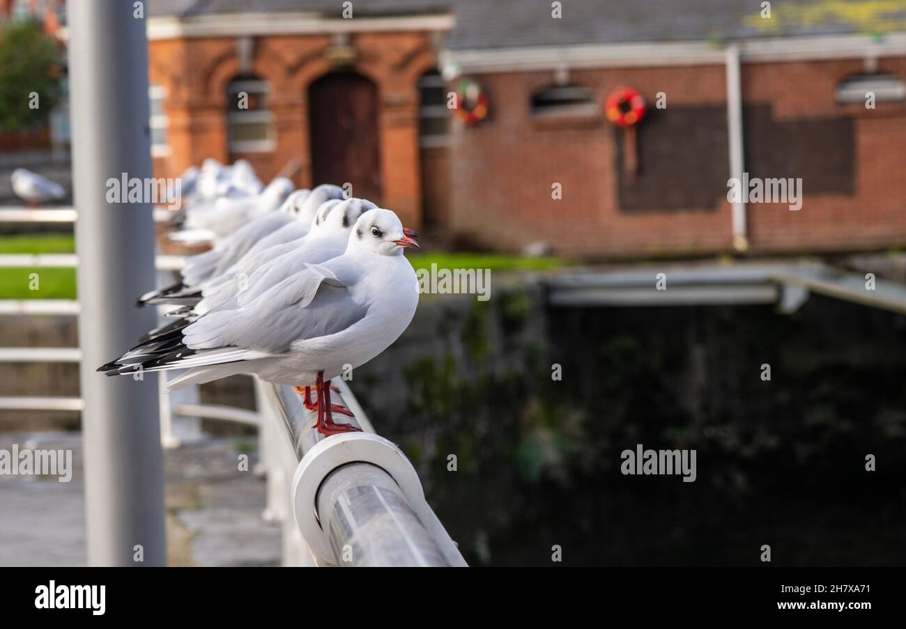 Oceanic birds in urban building, Bird rest on the railing Stock Photo ...