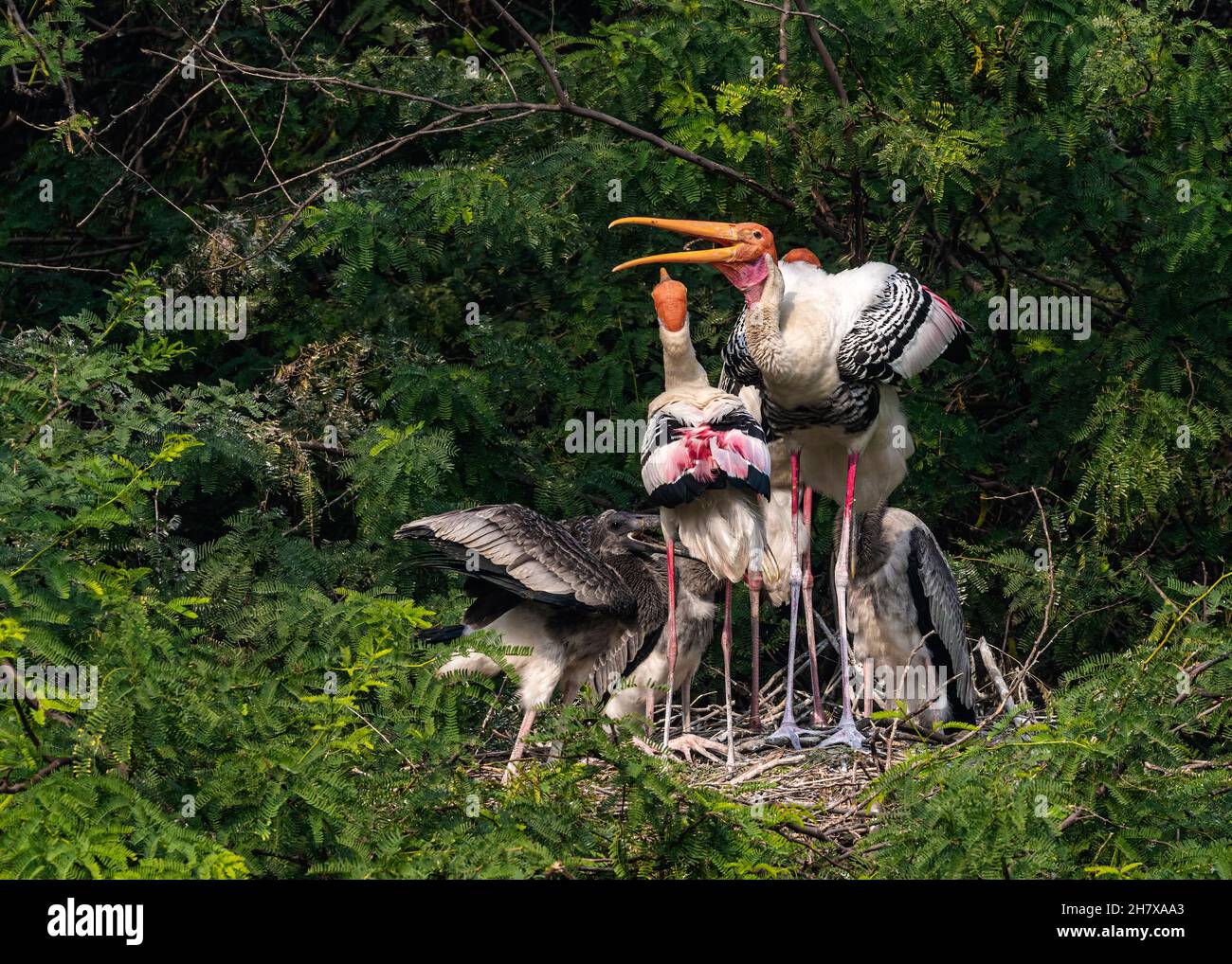 Painted stork family in its nest and enjoying Stock Photo - Alamy