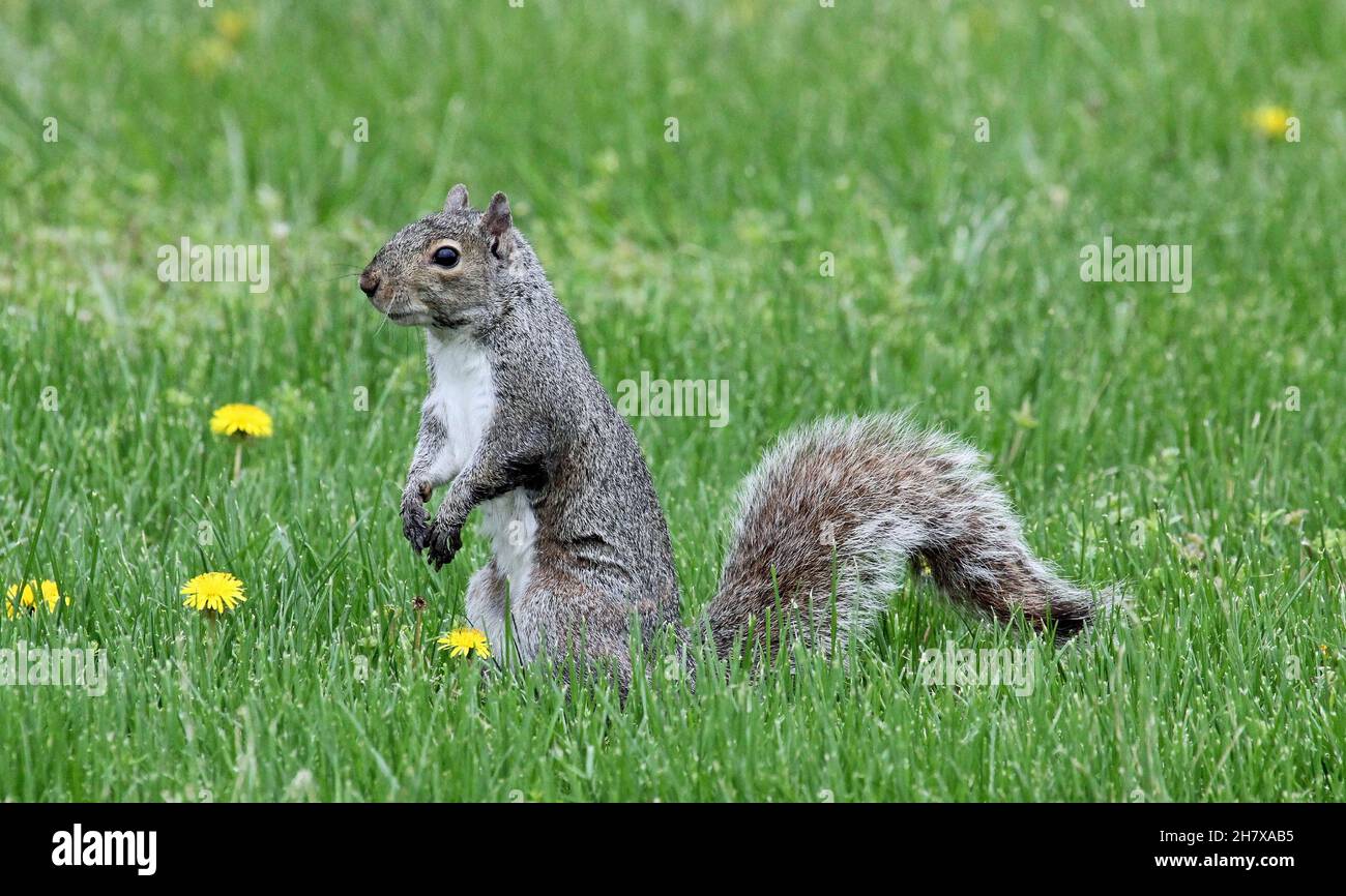 Squirrel profile hi-res stock photography and images - Alamy