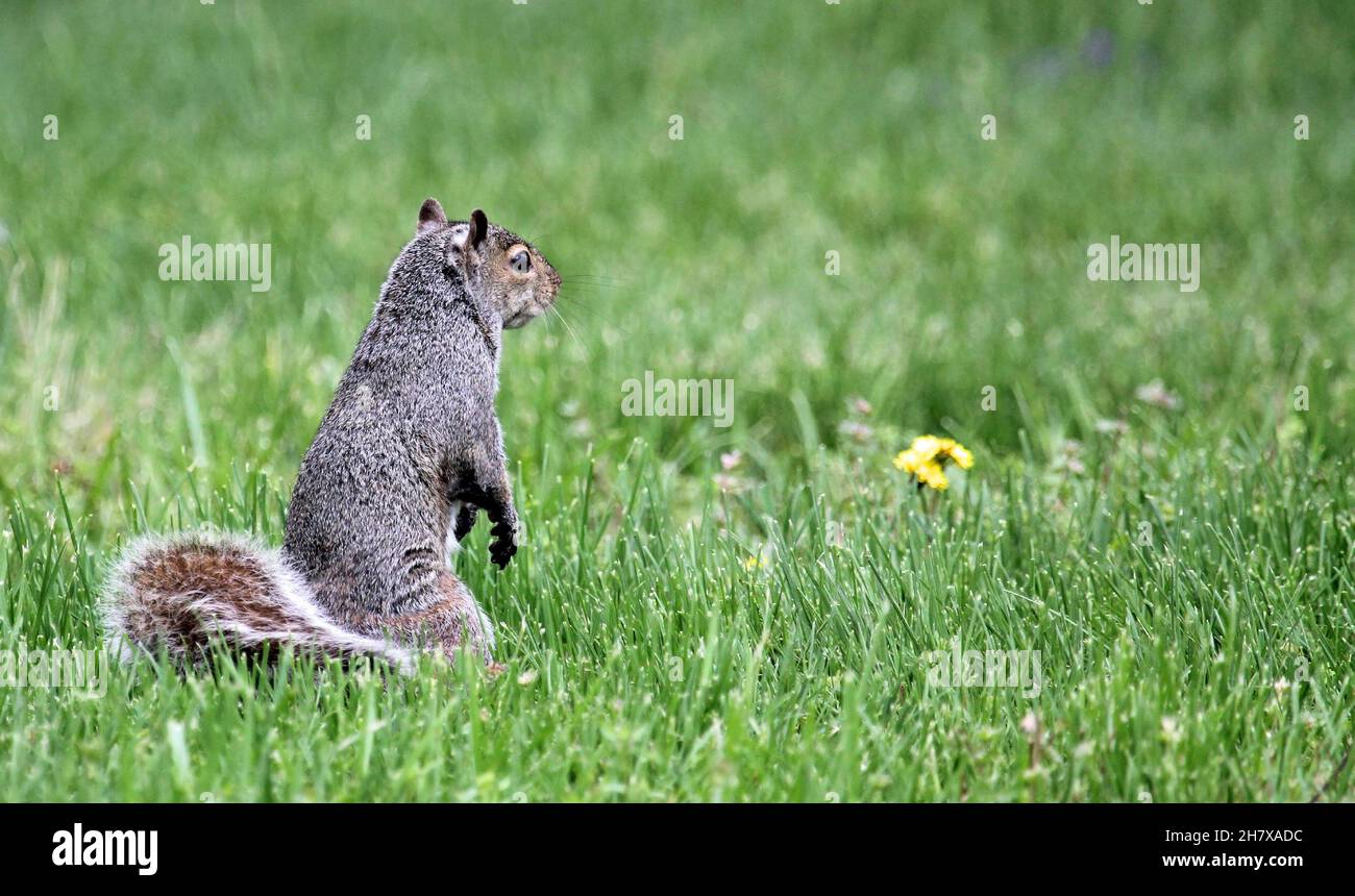 Squirrel in grass Stock Photo - Alamy