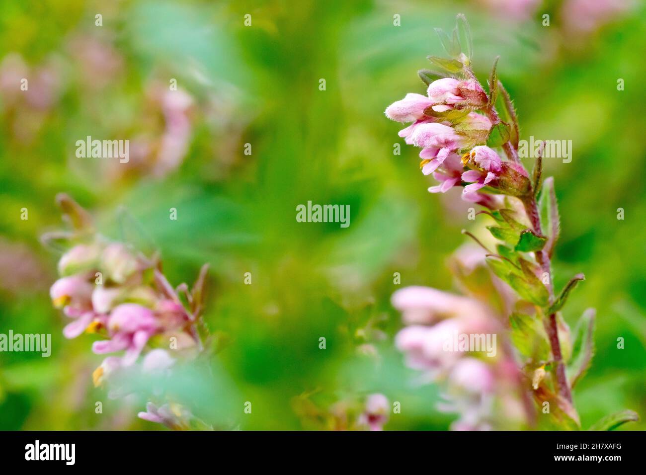Red Bartsia (odontites verna), close up focusing on a single flowering ...