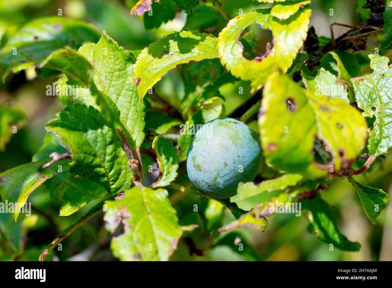 Prunus spinosa berry hi-res stock photography and images - Alamy