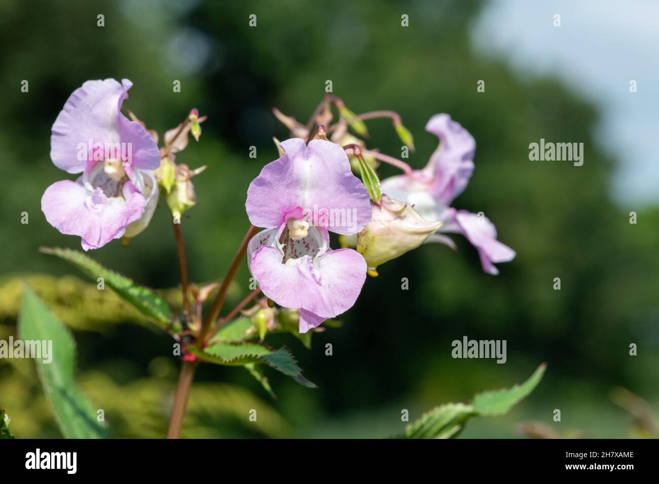 Himalayan balsam (impatiens gladulifera) flowers in bloom Stock Photo ...