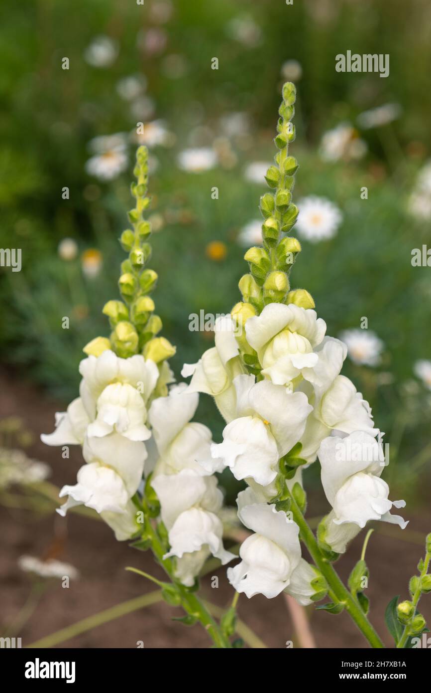 Close up of white snapdragon (antirrhinum) flowers in bloom Stock Photo ...