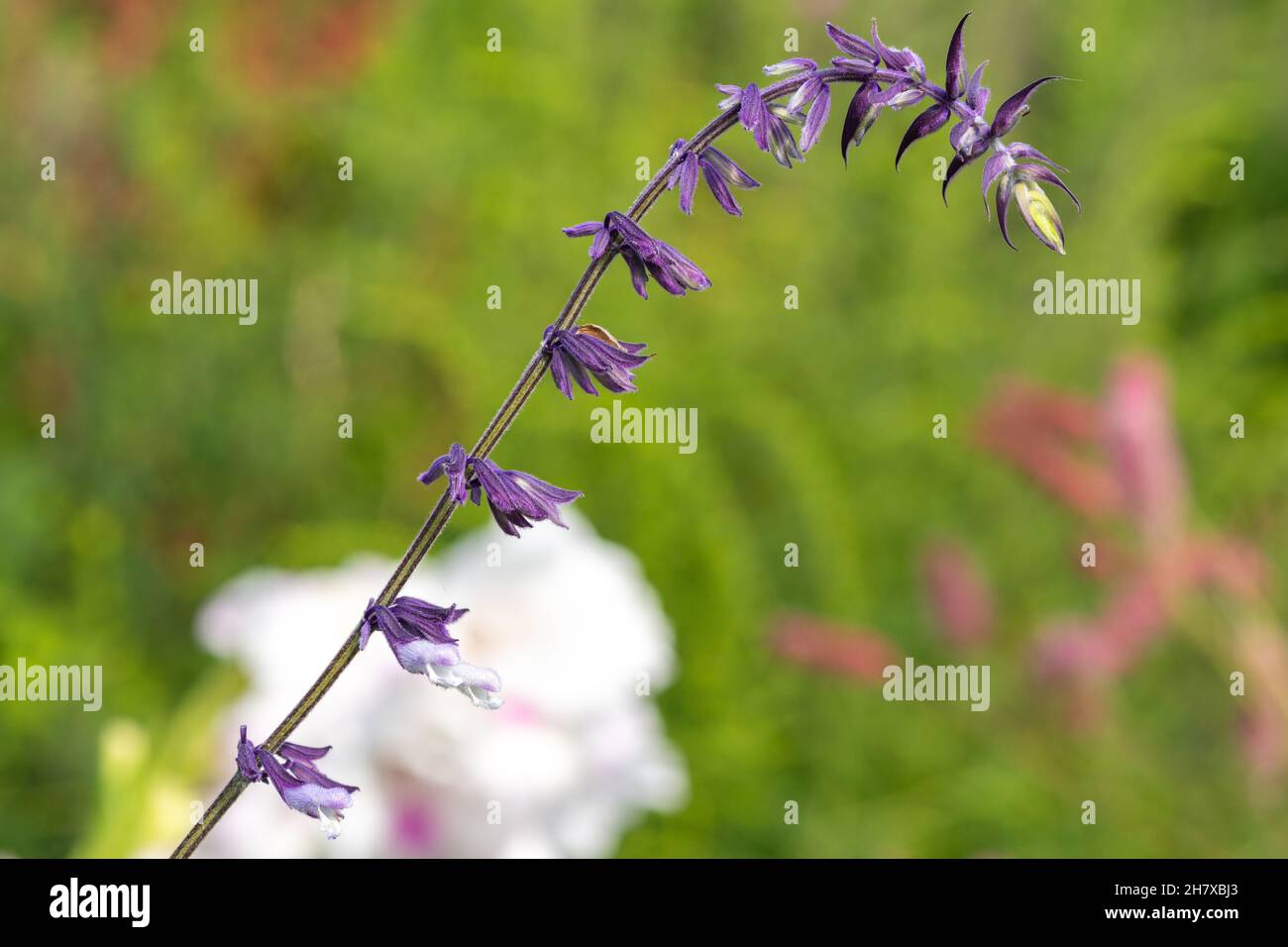 Waverly sage hi-res stock photography and images - Alamy