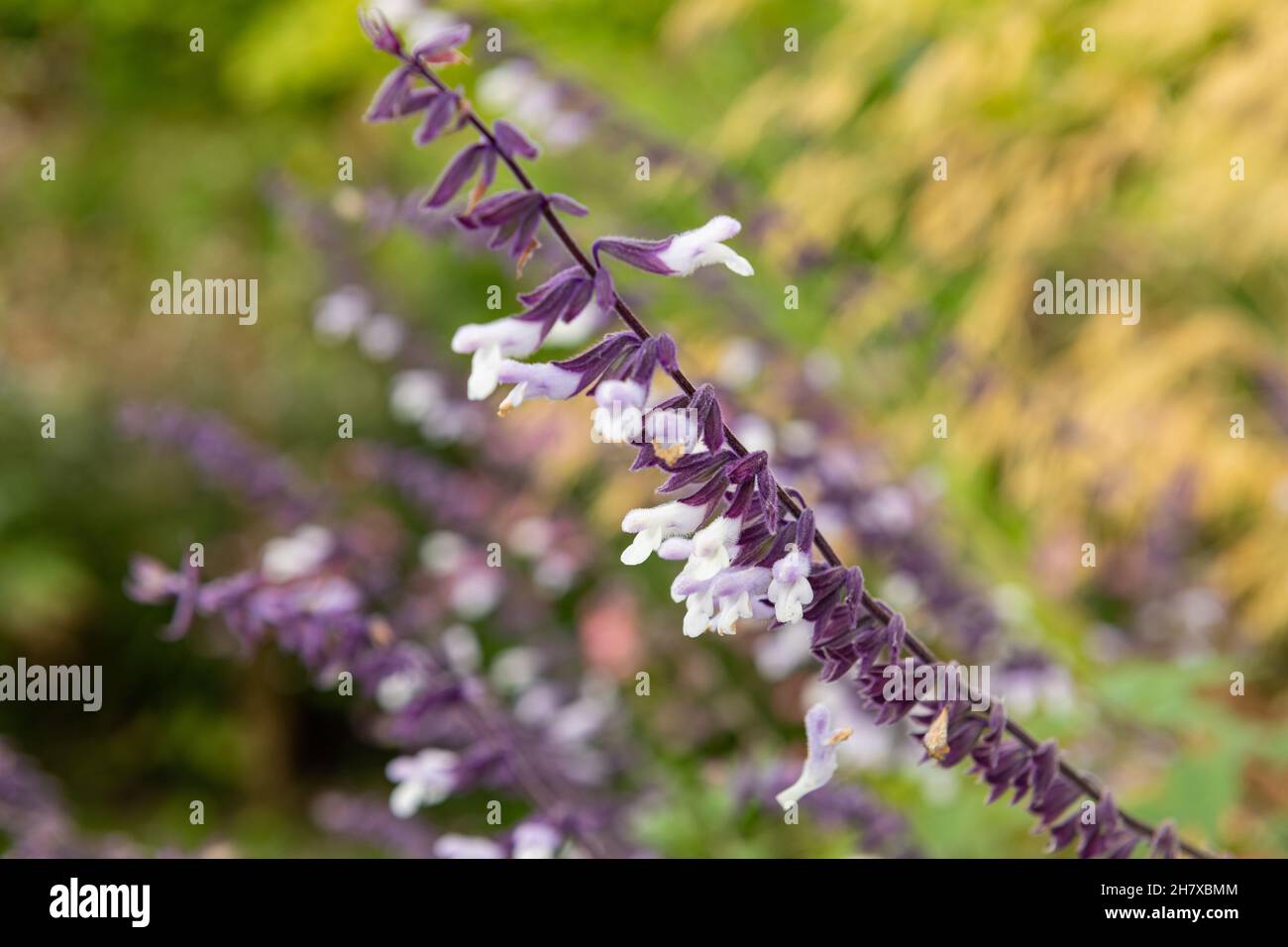 Salvia waverly hi-res stock photography and images - Alamy