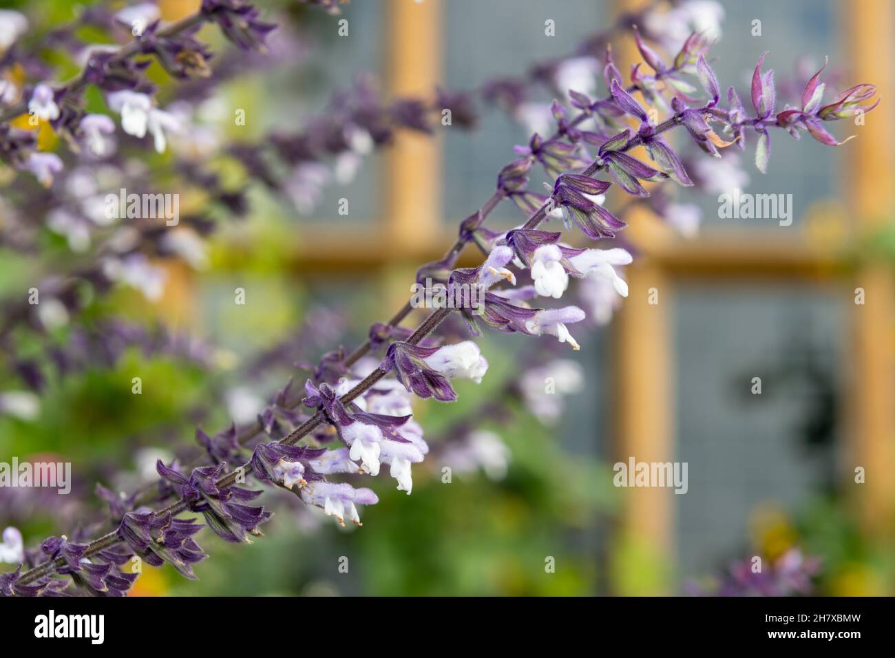Waverly sage hi-res stock photography and images - Alamy