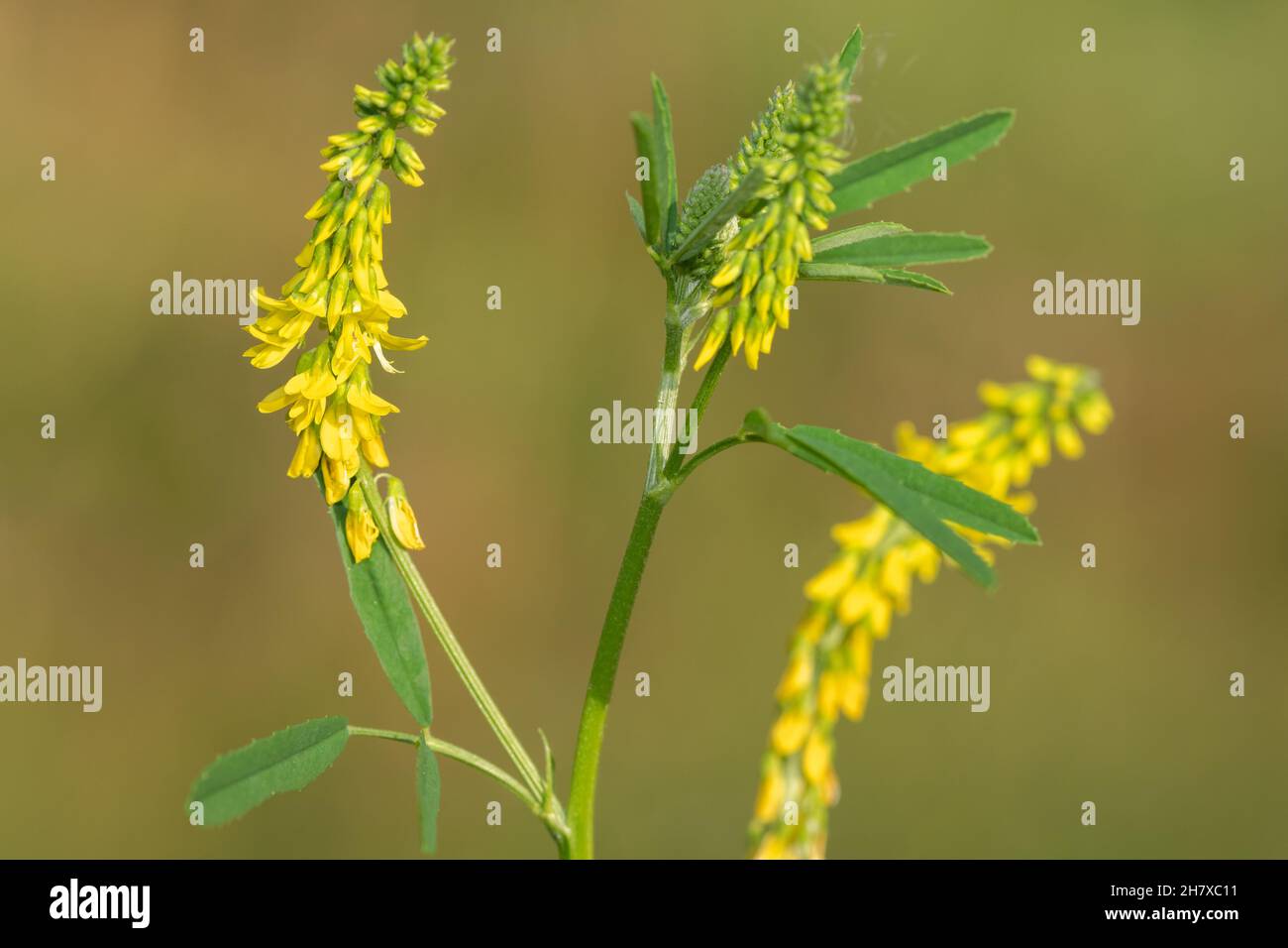 Close up of sweet yellow clover (melilotus officinalis) flowers in ...
