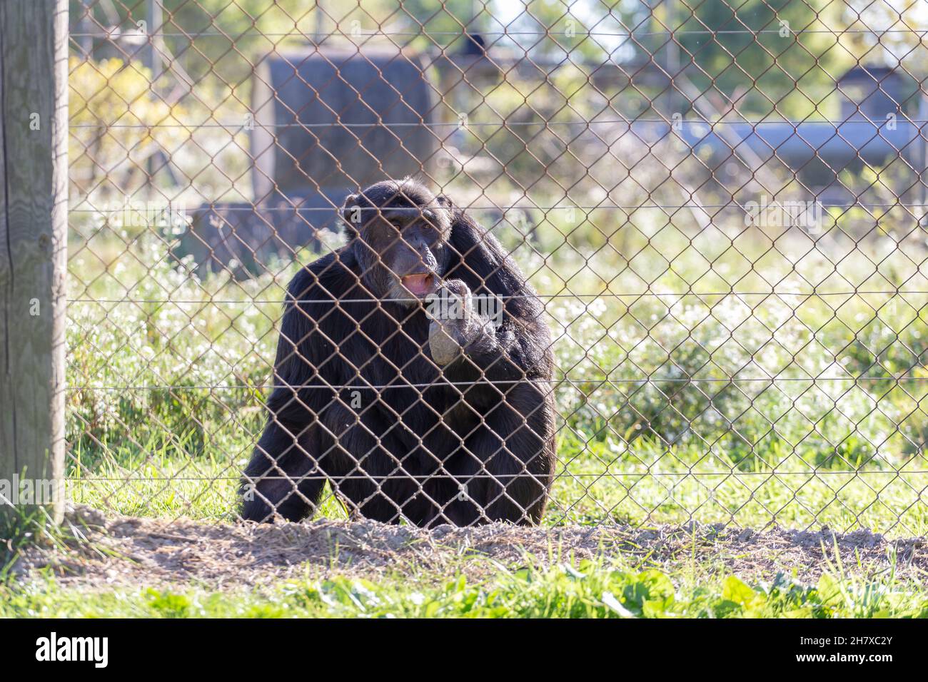 Old male chimpanzee behind a metal jail in captivity Stock Photo - Alamy