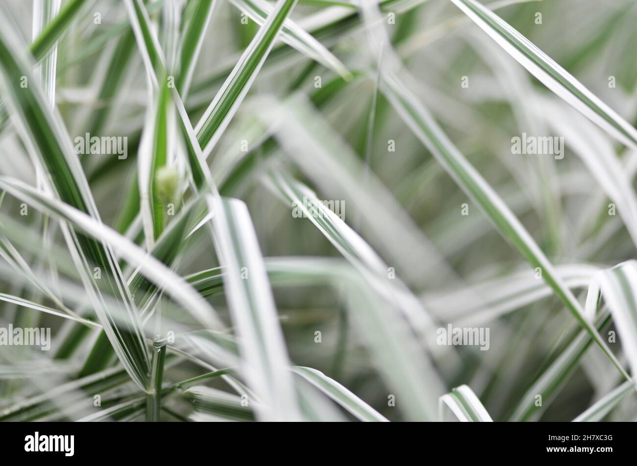 White and Green Sharp Leaf Stock Photo - Alamy