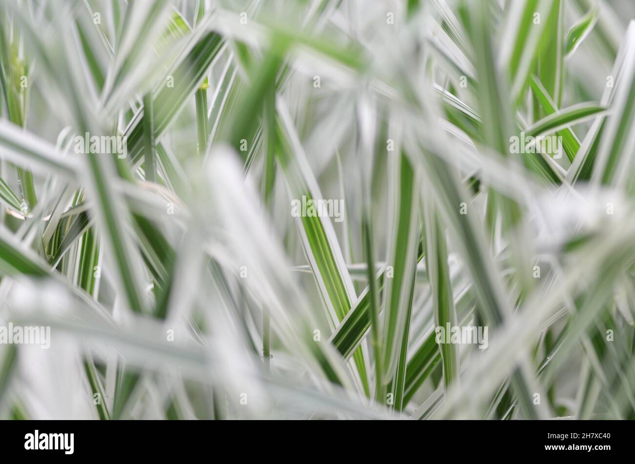 Sharp leaf hi-res stock photography and images - Alamy