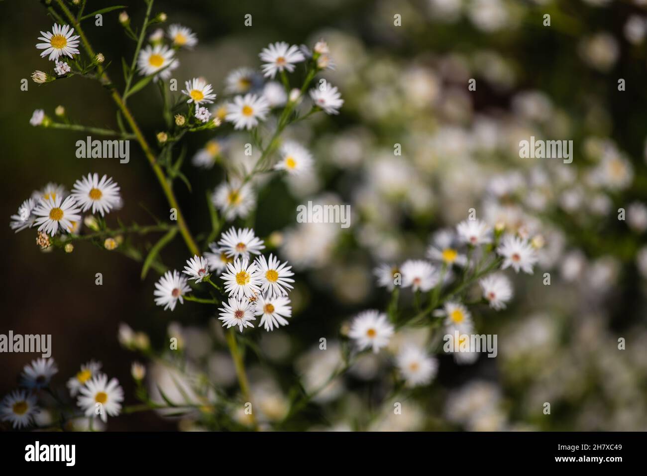 Daisy flower bed hi-res stock photography and images - Alamy