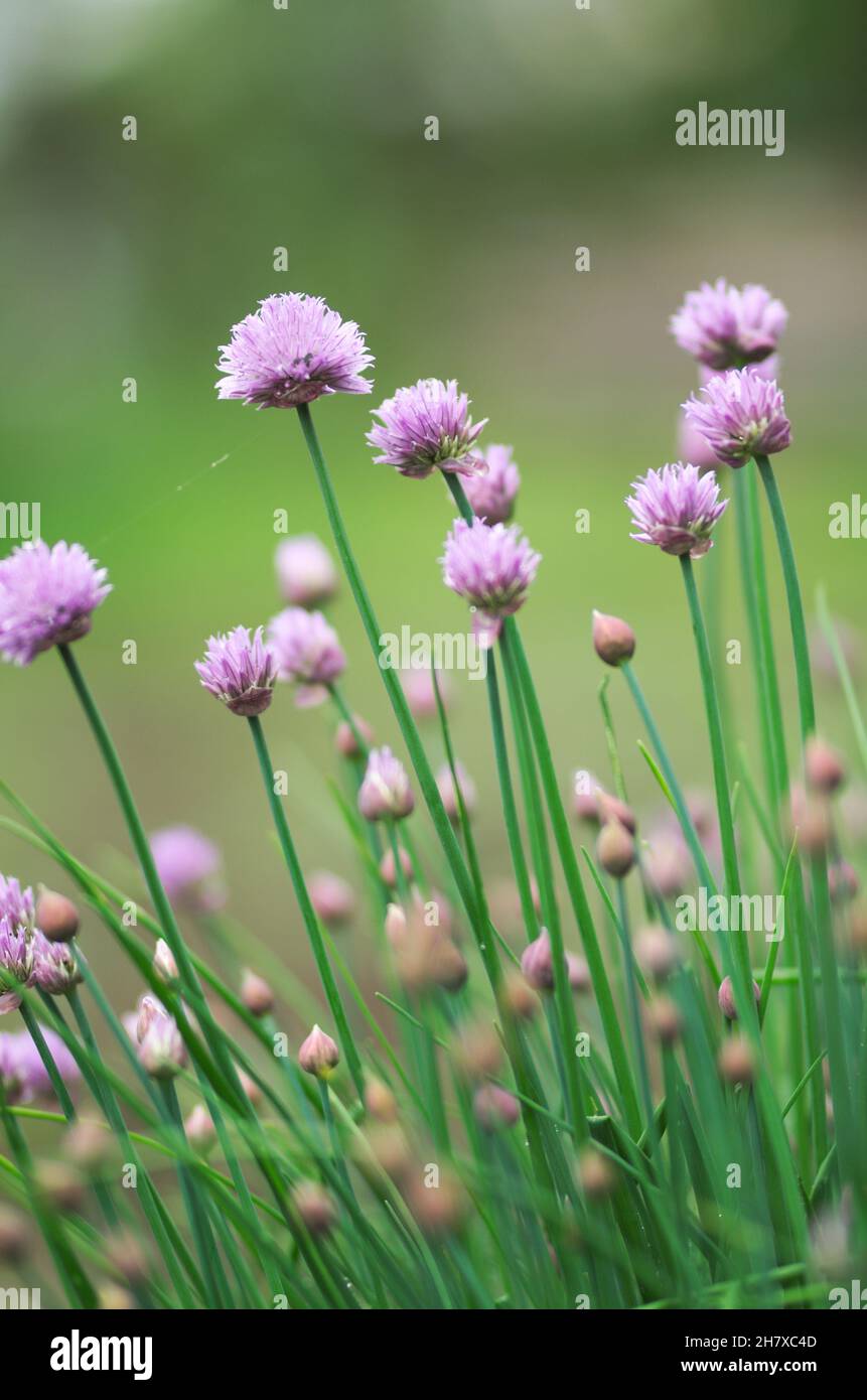A pink flowers of chives, Allium schoenoprasum growing in the garden ...