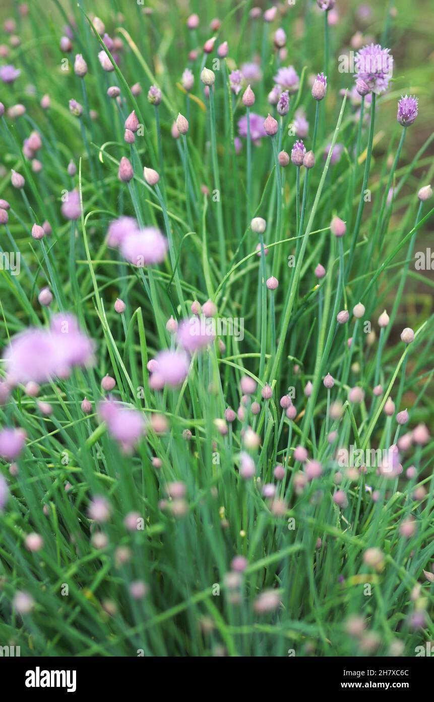 A pink flowers of chives, Allium schoenoprasum growing in the garden ...