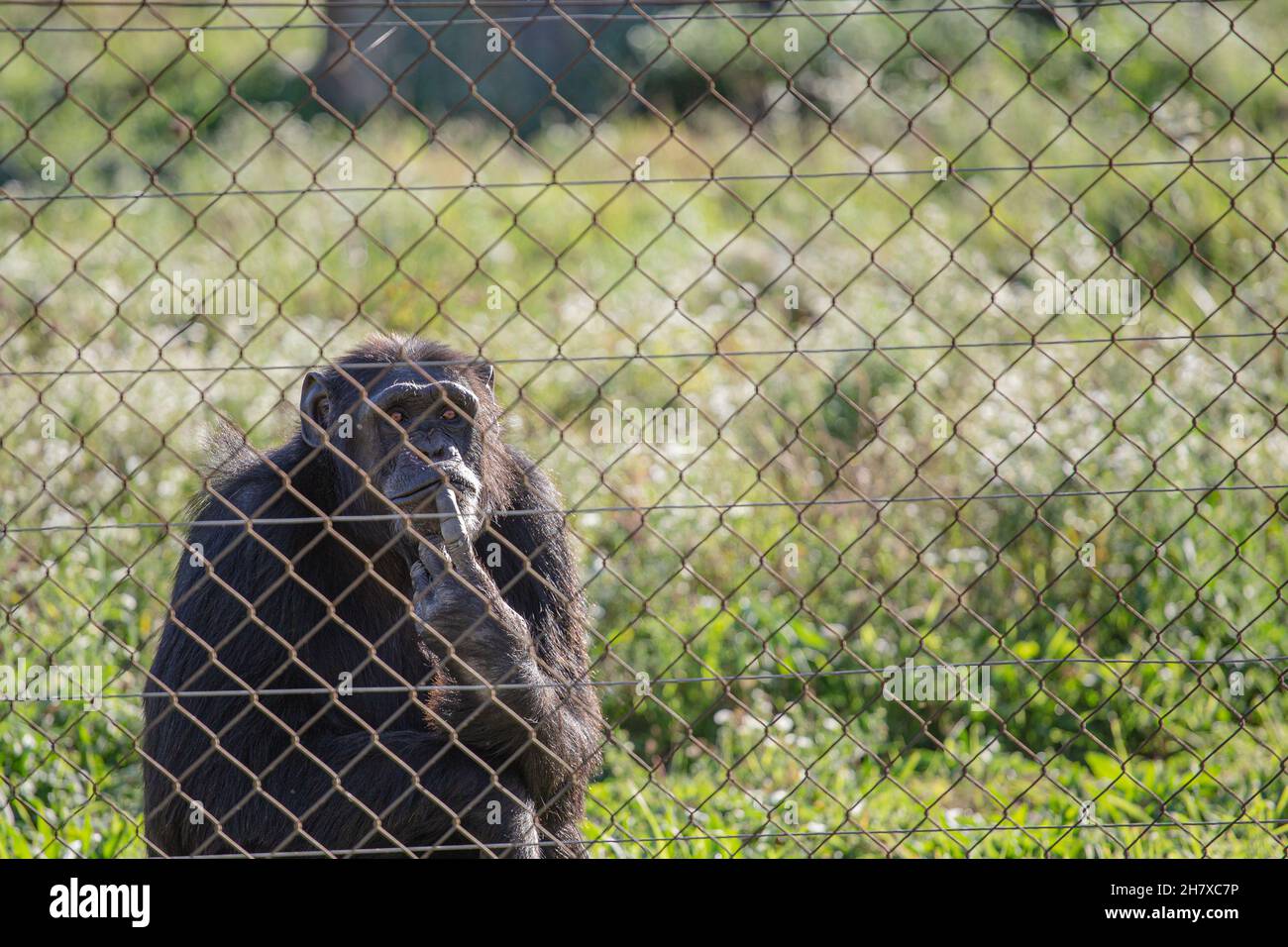 Old male chimpanzee behind a metal jail in captivity Stock Photo - Alamy