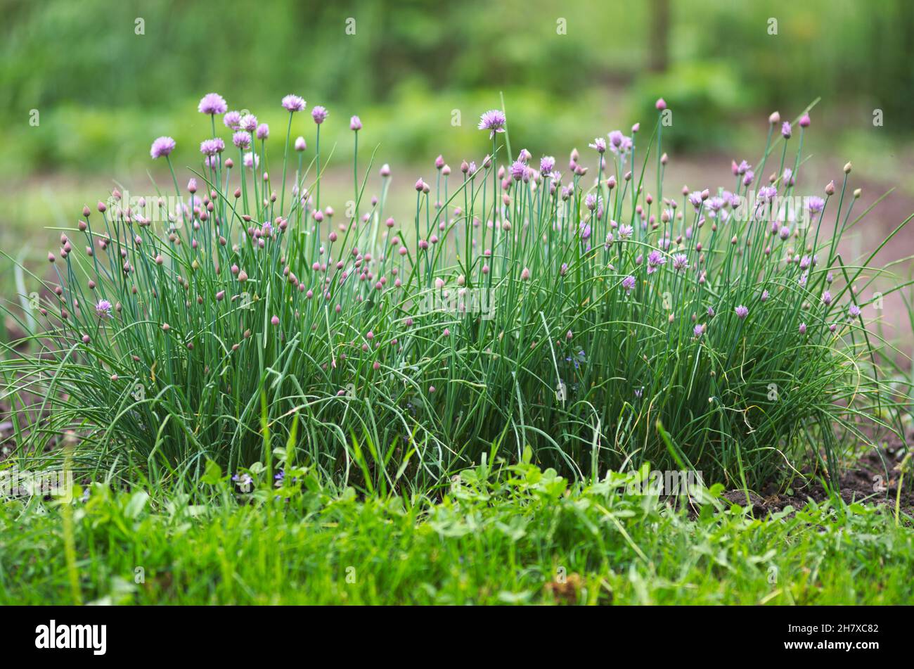 A pink flowers of chives, Allium schoenoprasum growing in the garden ...