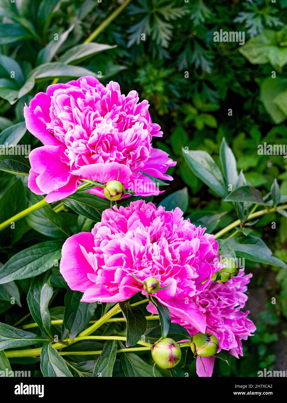 Bright pink peony flowers in the rustic garden Stock Photo - Alamy