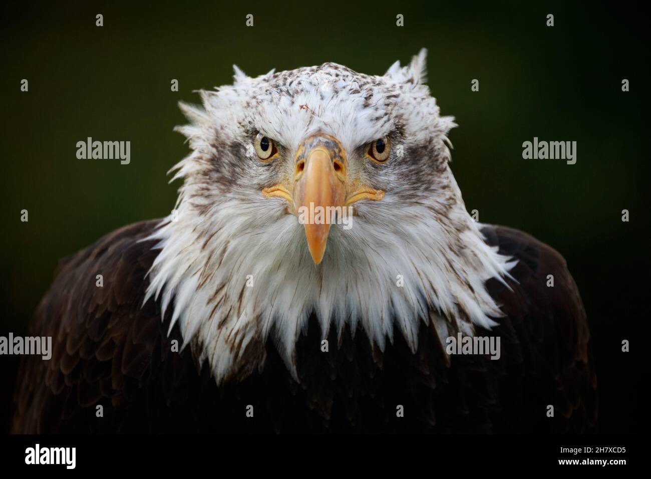 Facing the Bald Eagle Stock Photo - Alamy