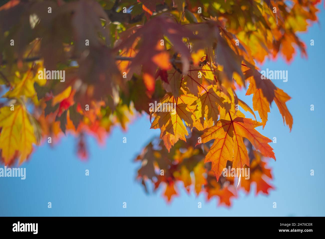 Beautiful autumn colours palette on many leaves foliage close up still ...