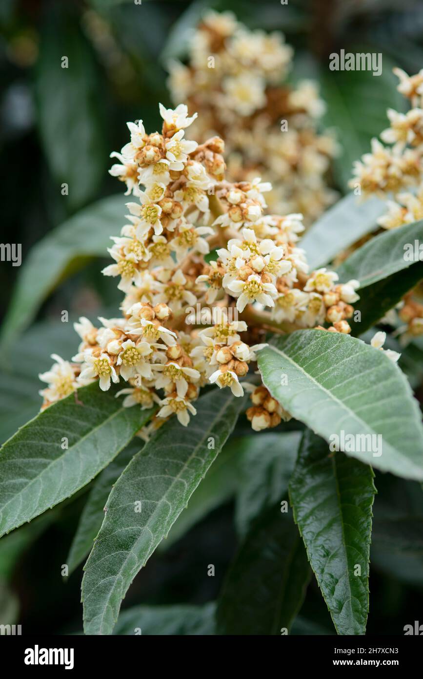 Loquat Tree in Flower, Eriobotrya Japonica Stock Photo - Alamy
