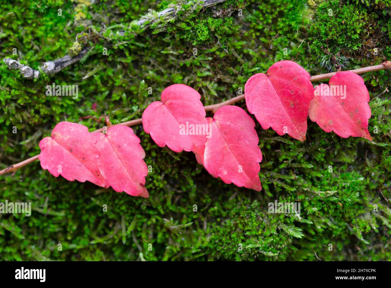 Red moss flowers hi-res stock photography and images - Alamy