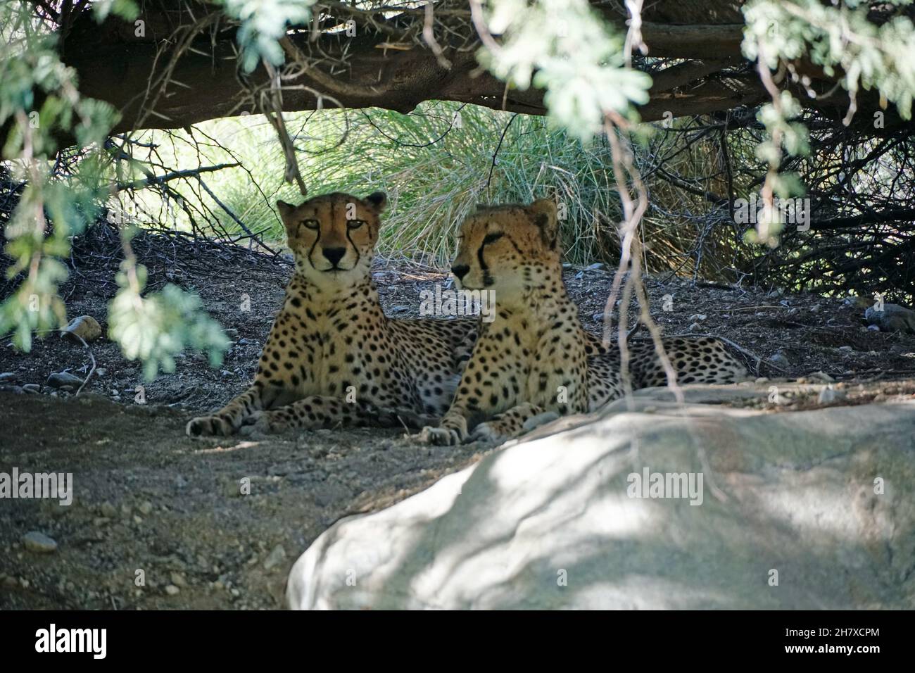 Pair of cheetahs hi-res stock photography and images - Alamy