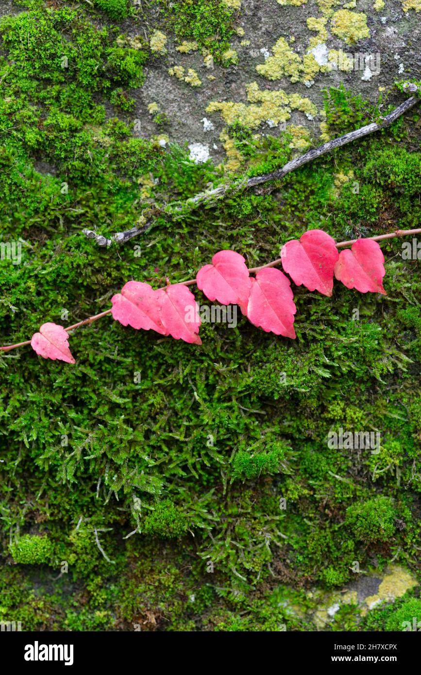 Red moss flowers hi-res stock photography and images - Alamy