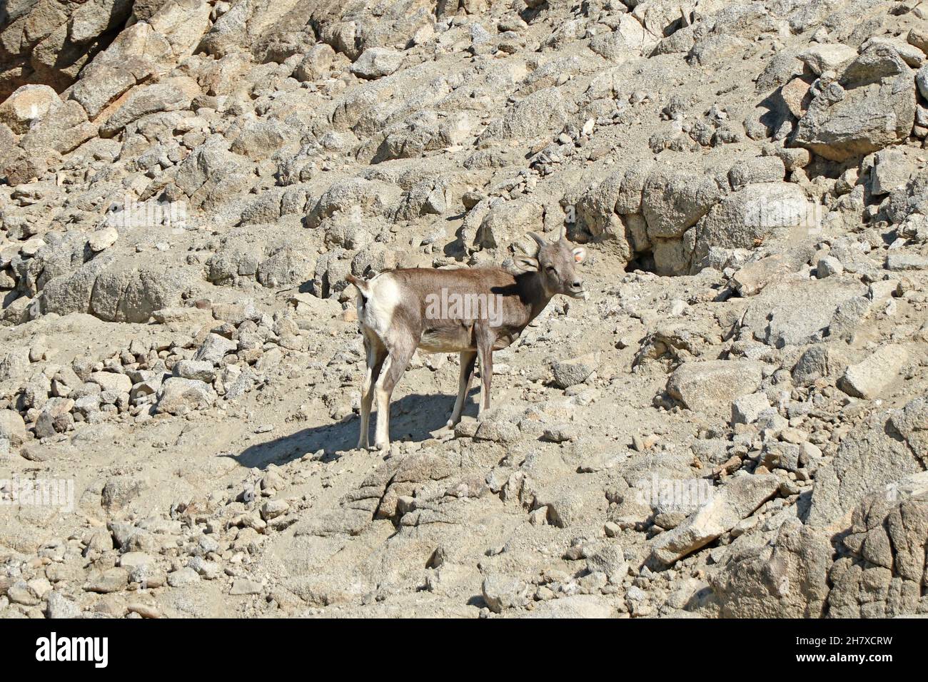 Desert Big Horn Sheep Stock Photo - Alamy Desert Big Horn Sheep Stock Photo - Alamy