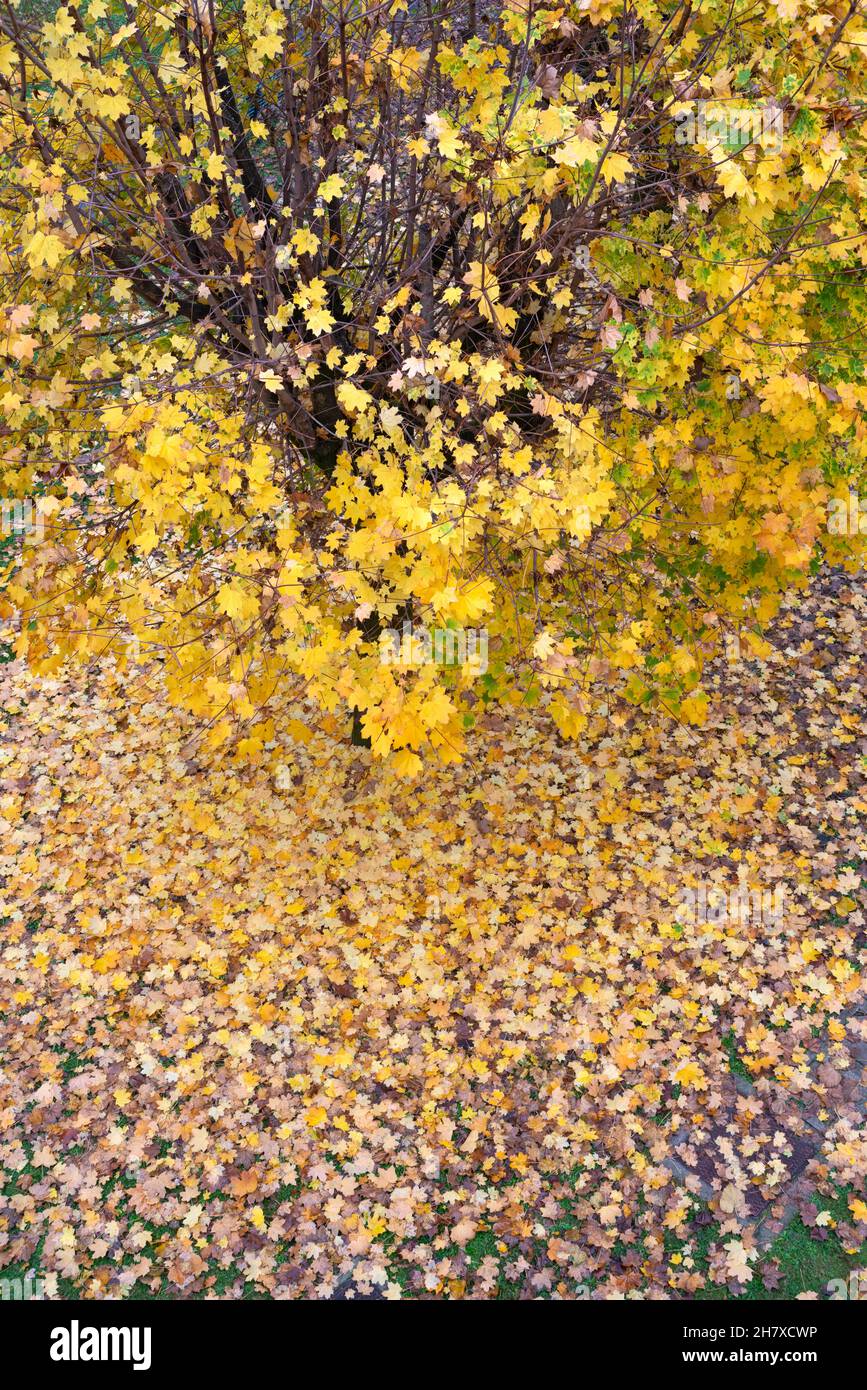 Italy, Lombardy, Garden, High Angle View of Tree in Autumn Leaves Stock ...
