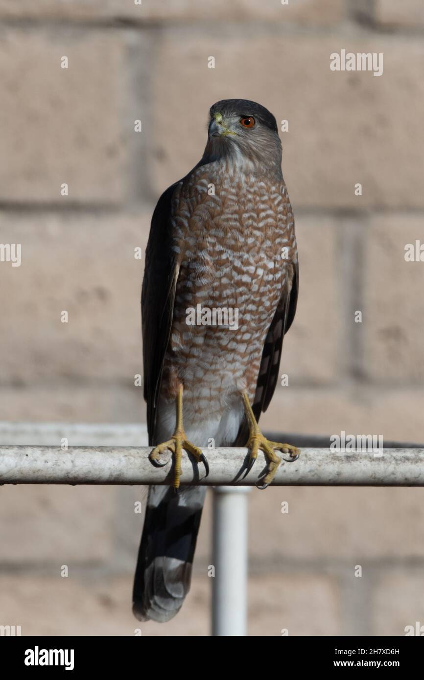 Sharp Shinned Hawk perched on a backyard pvc pipe in a California urban ...