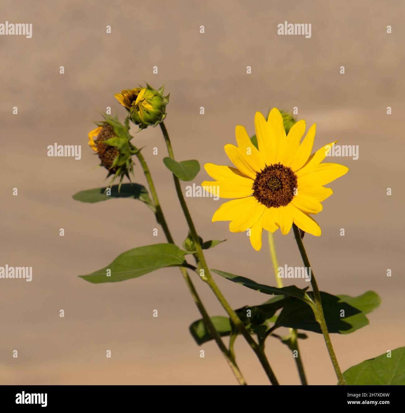 Beautiful single yellow sunflower isolated hi-res stock photography and ...