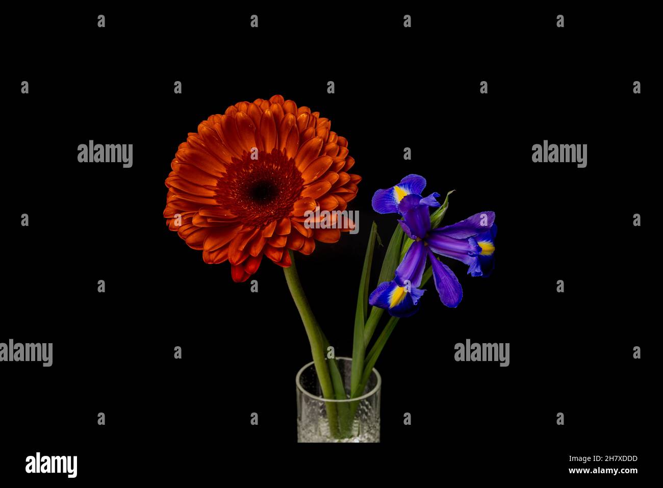 Iris pratensis hi-res stock photography and images - Alamy