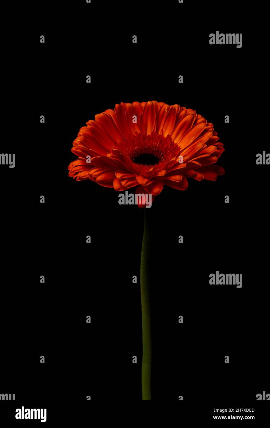 Fresh red color chrysanthemum marigold with black background Stock ...