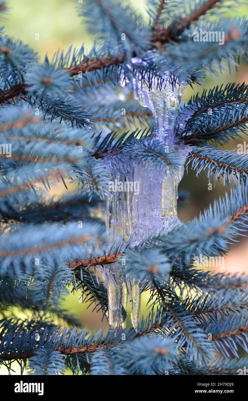 Beautiful winter scenery of frozen tree Stock Photo - Alamy