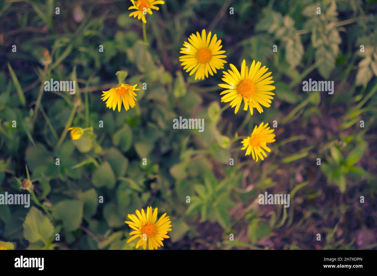 Yellow flowers on natural green blure background Stock Photo - Alamy