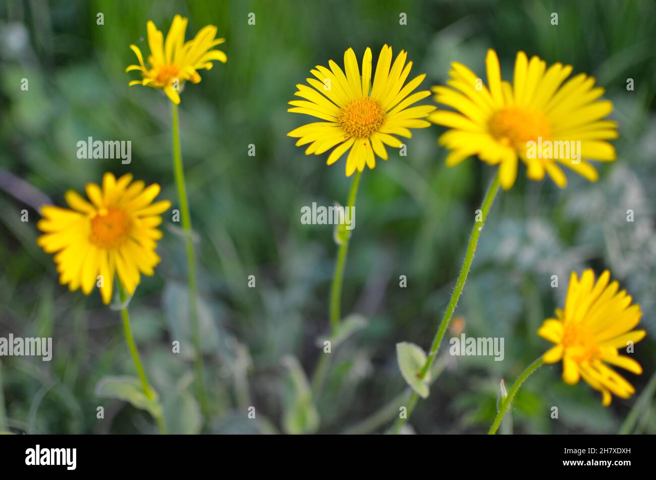 Yellow flowers on natural green blure background Stock Photo - Alamy