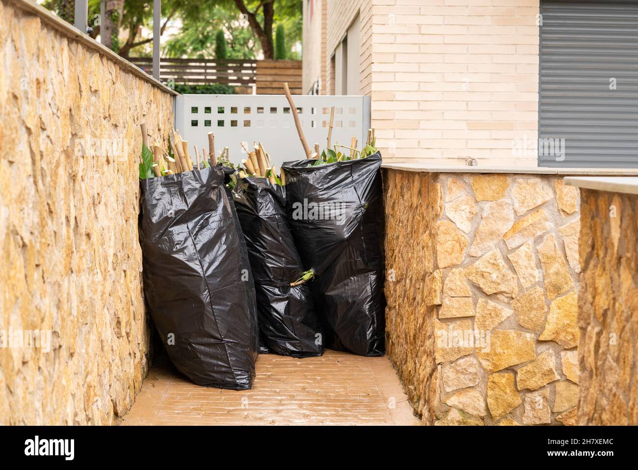 freshly sawn tree branches with green leaves packed in a black trash ...