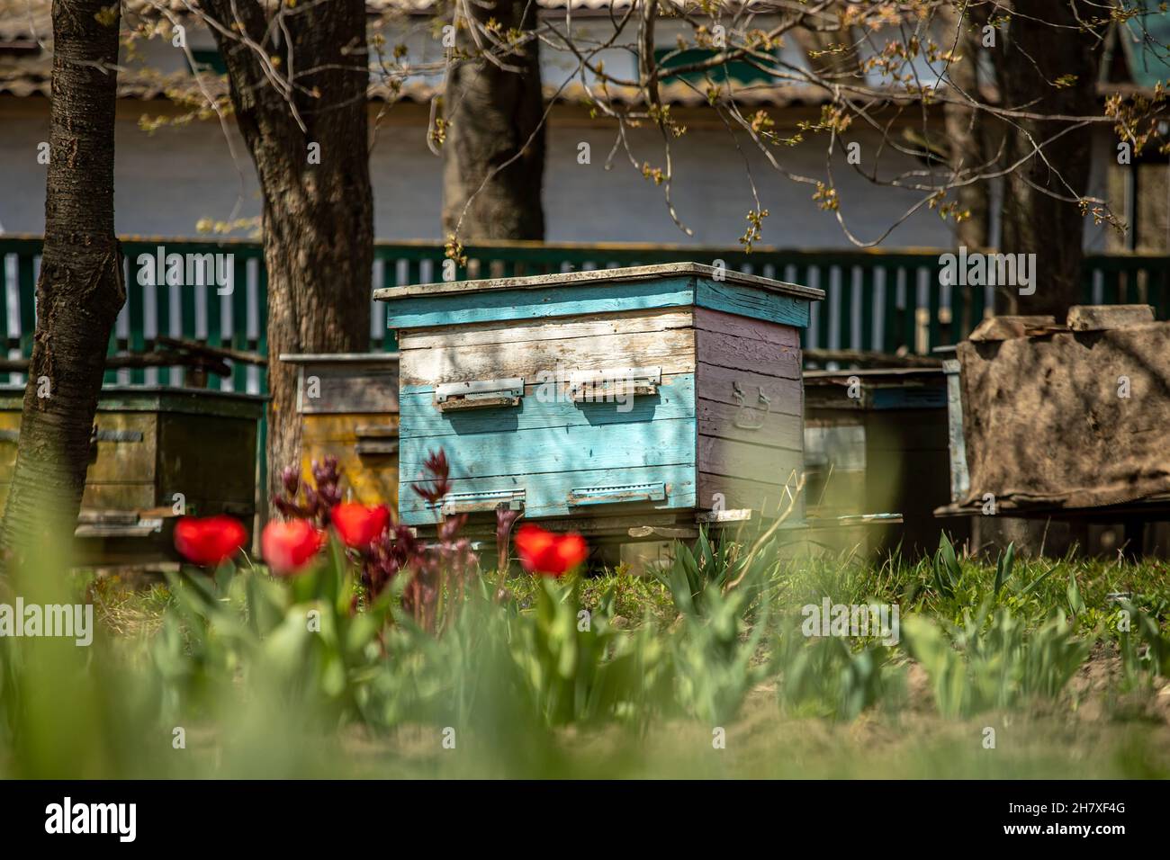 Blossoming garden with apiary. Bees spring under the flowering trees of ...