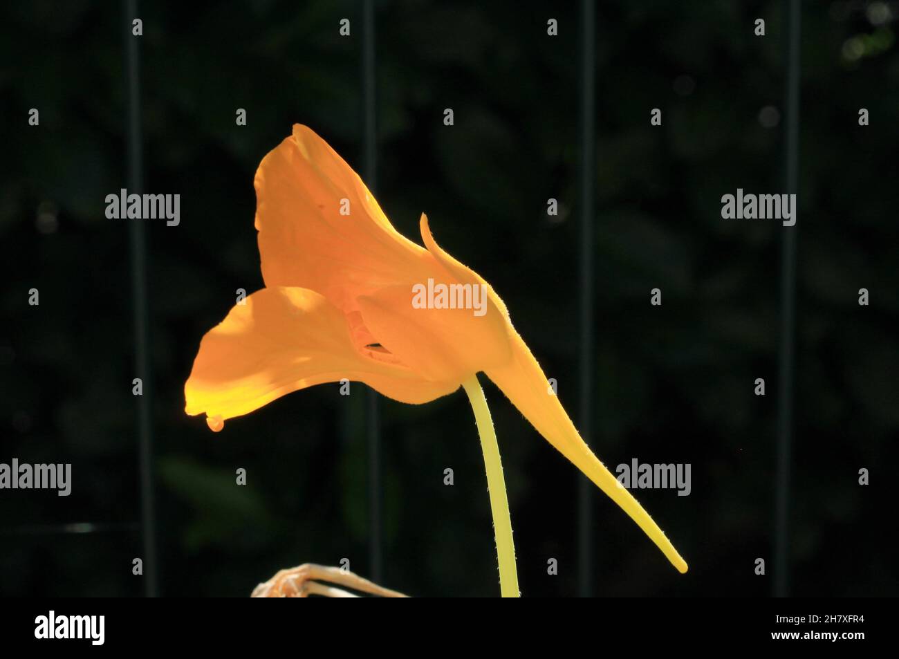 the yellow flower of the watercress plant Stock Photo - Alamy