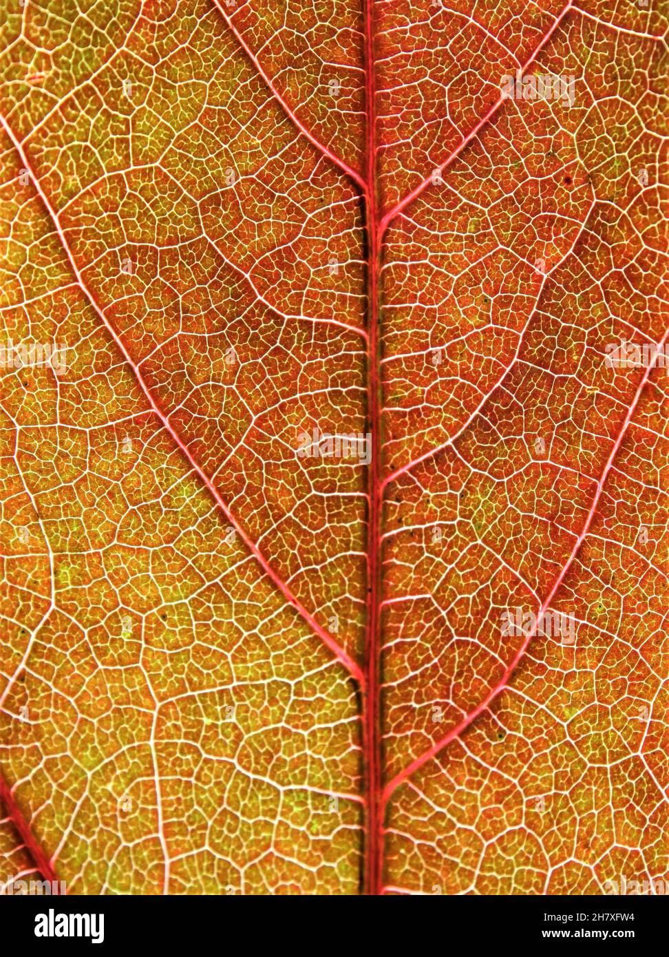 close up of vine leaf with translucent veins in autumn Stock Photo - Alamy