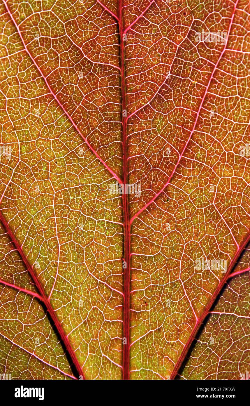 Detailed leaf structure hi-res stock photography and images - Alamy