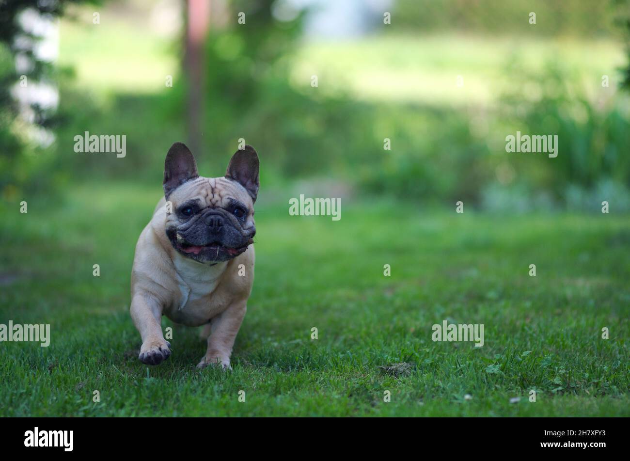 Close up portrait of a French Bulldog, running Stock Photo - Alamy