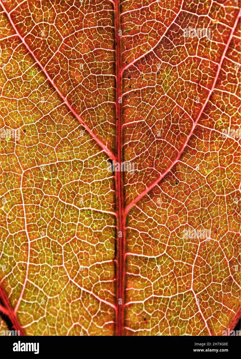 Vine pattern hi-res stock photography and images - Alamy