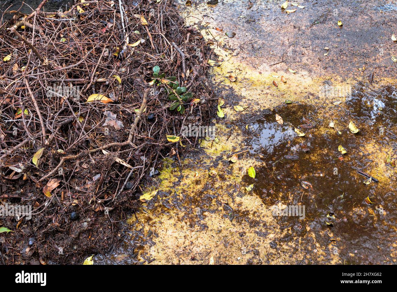 branches and garbage on river bank Stock Photo - Alamy